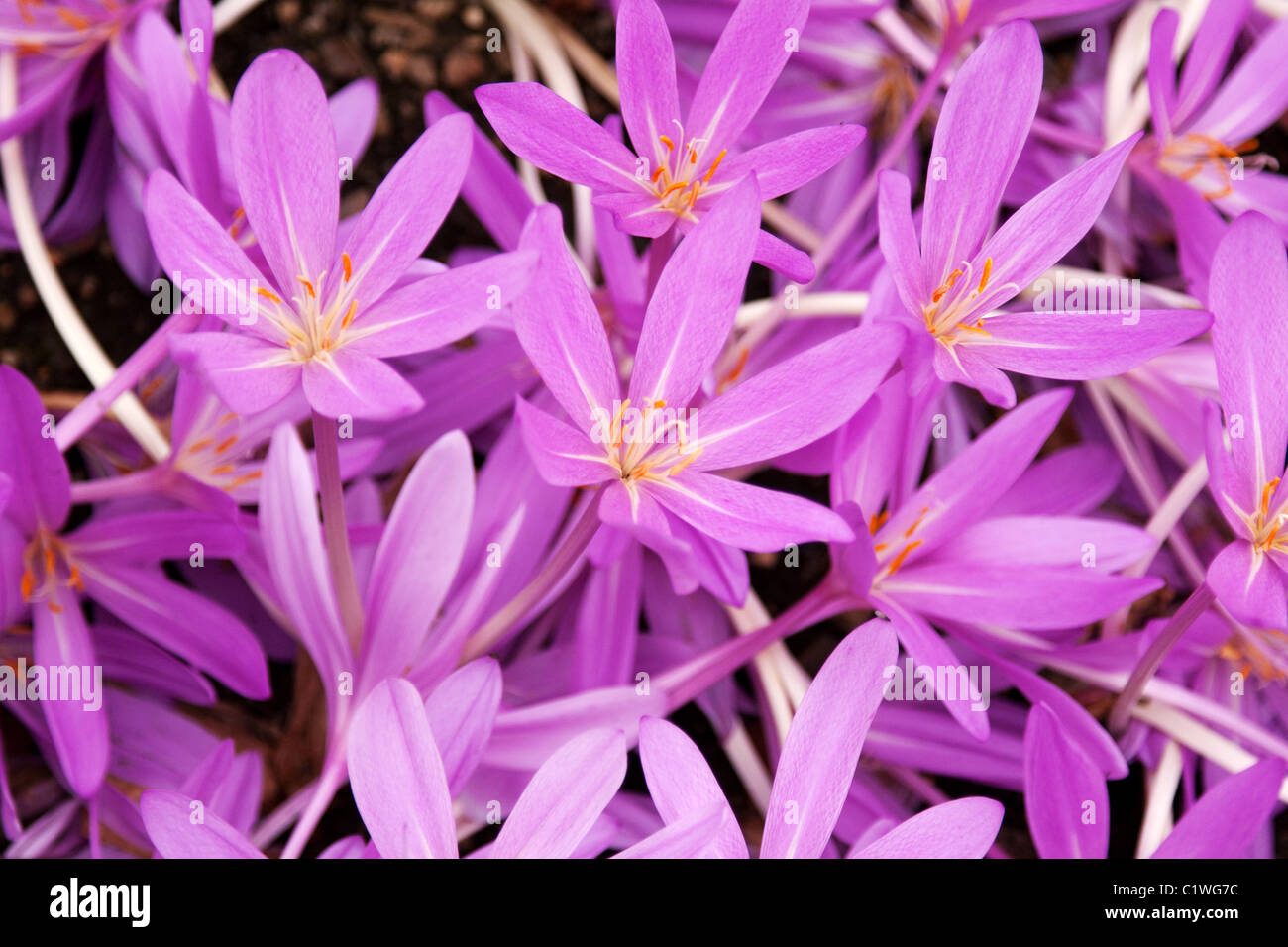 Flowerbed with violet colour crocus in the manner of background Stock ...