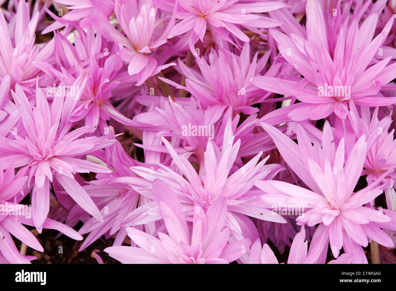 Flowerbed with violet colour crocus in the manner of background Stock ...