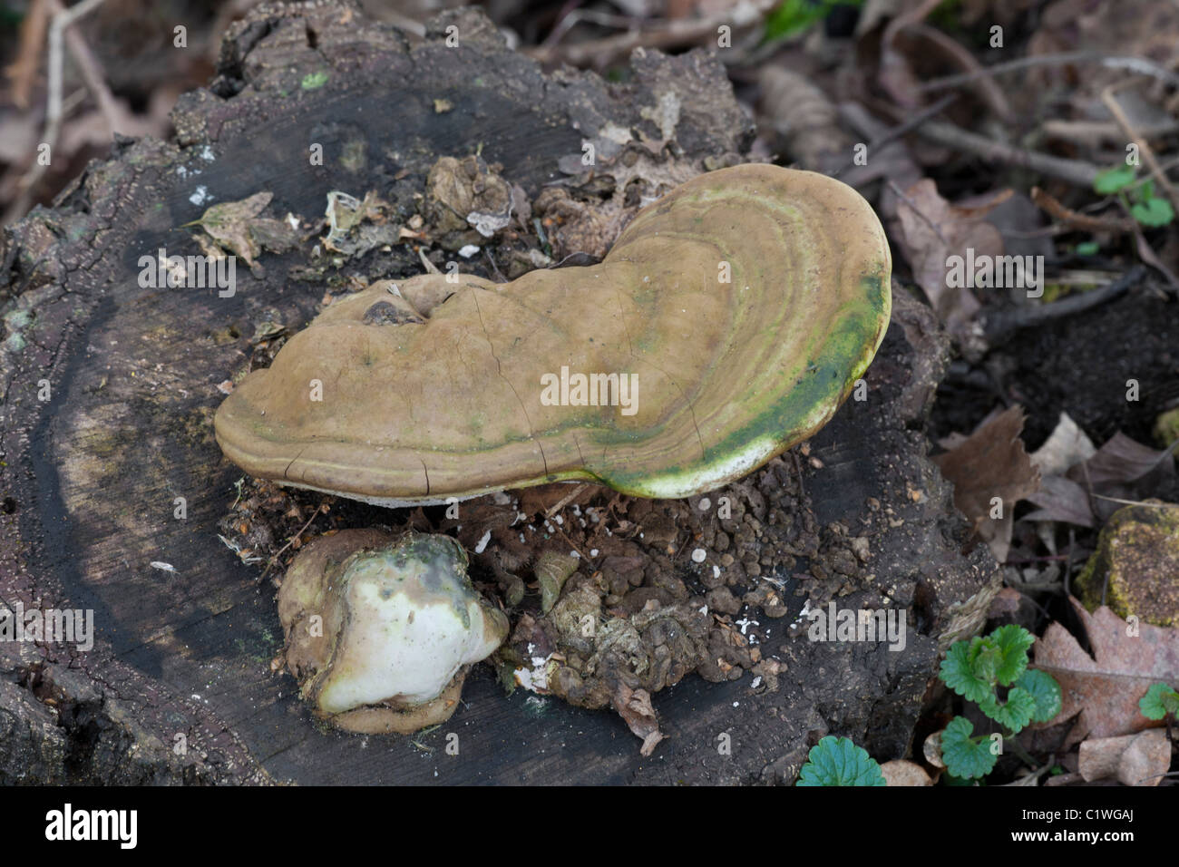 Ganoderma Applanatum High Resolution Stock Photography and Images - Alamy