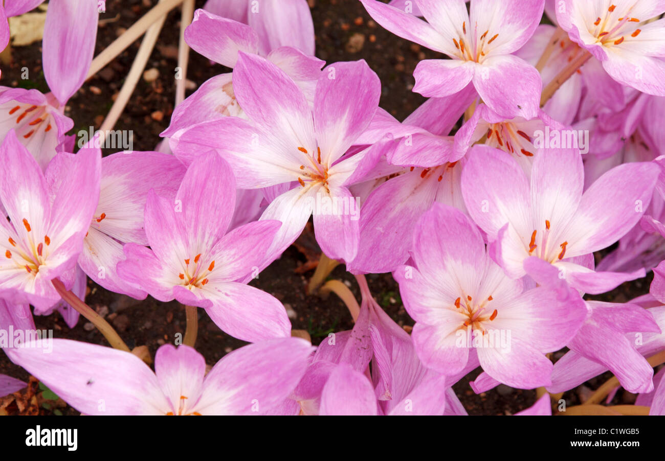 Flowerbed with violet colour crocus in the manner of background Stock ...