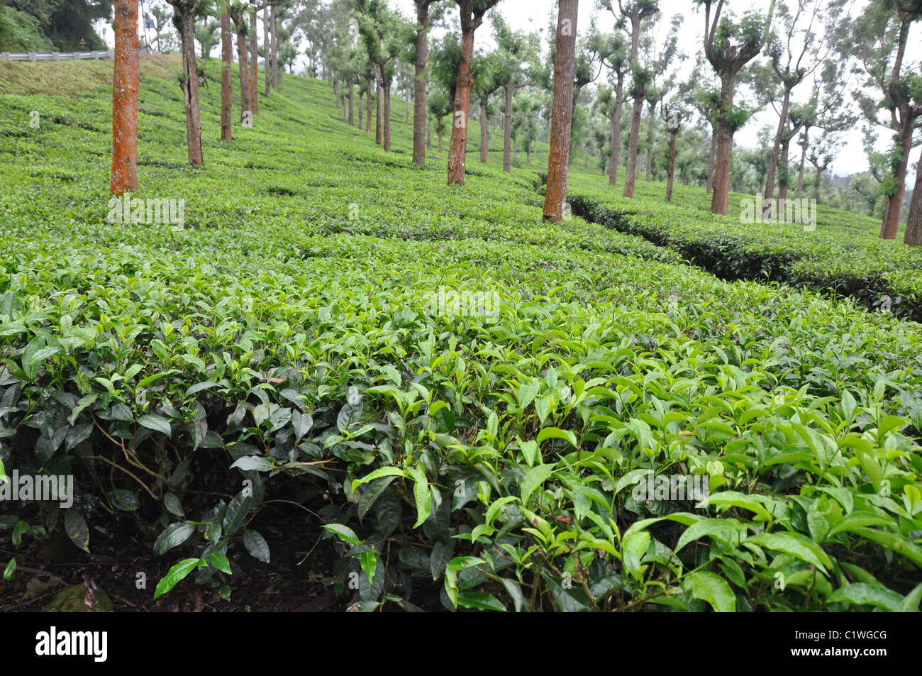 Asia crop hi-res stock photography and images - Alamy