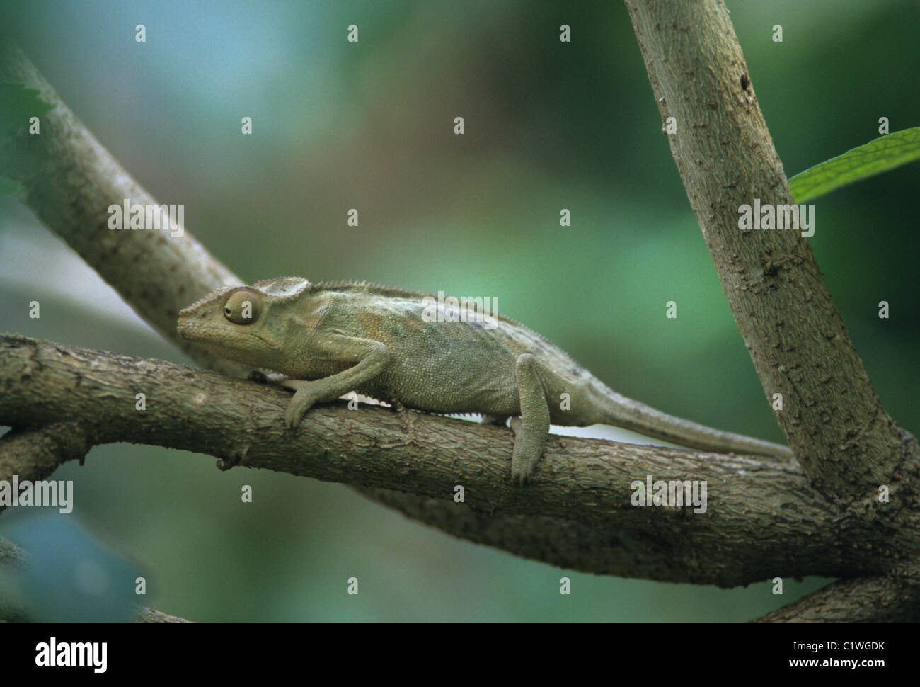 Panther chameleon (Furcifer pardalis) called "L'endormi" (asleep), La ...
