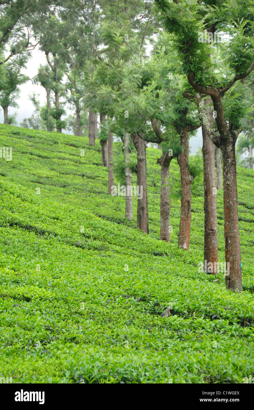 tea gardens in south india asia Stock Photo - Alamy
