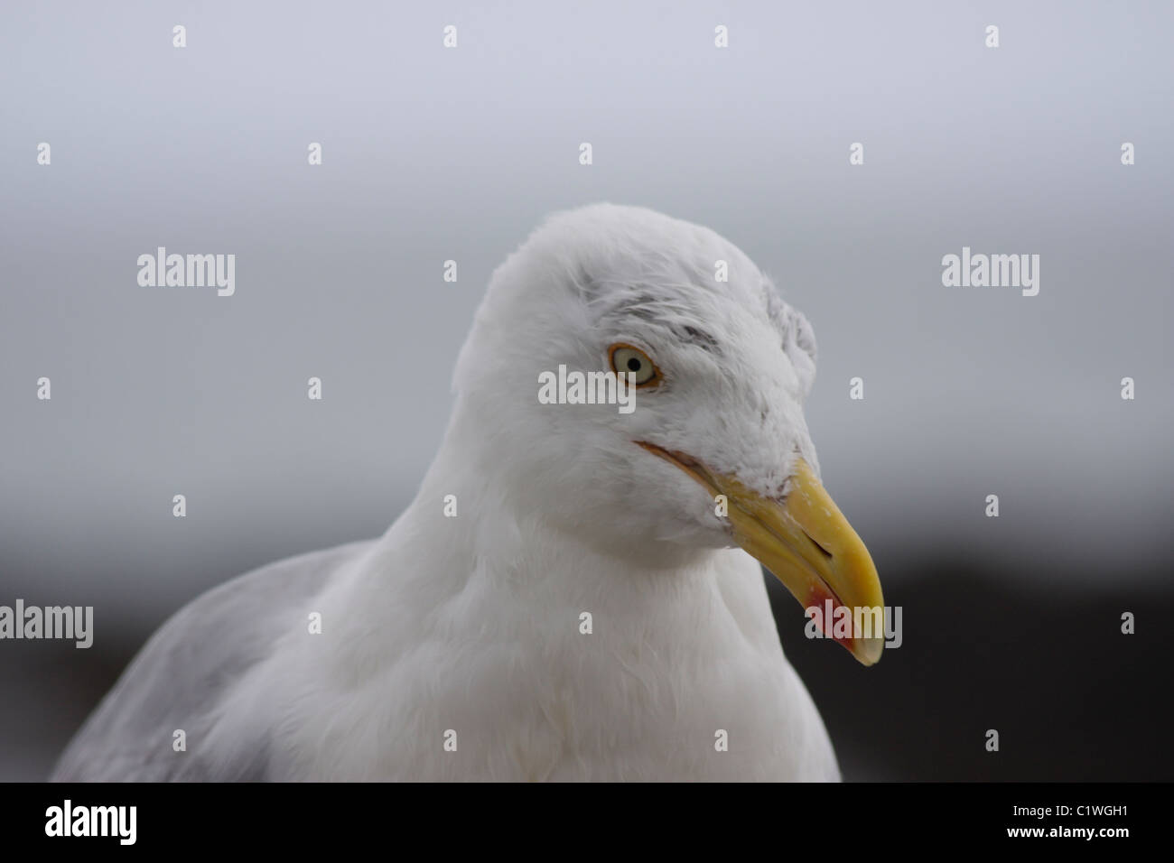 seagull in nature Stock Photo - Alamy
