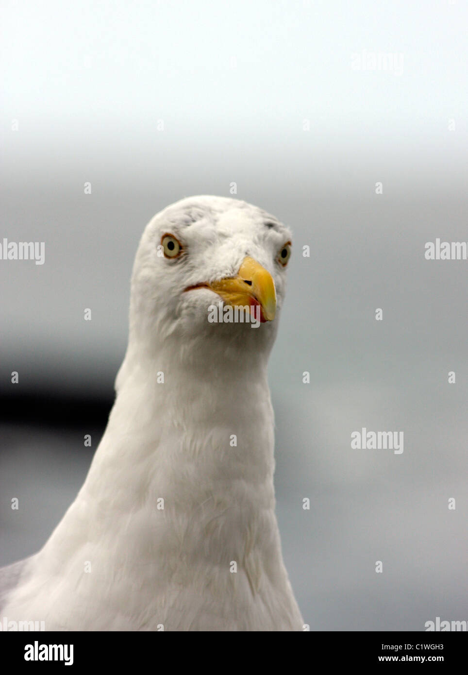 seagull in nature Stock Photo - Alamy