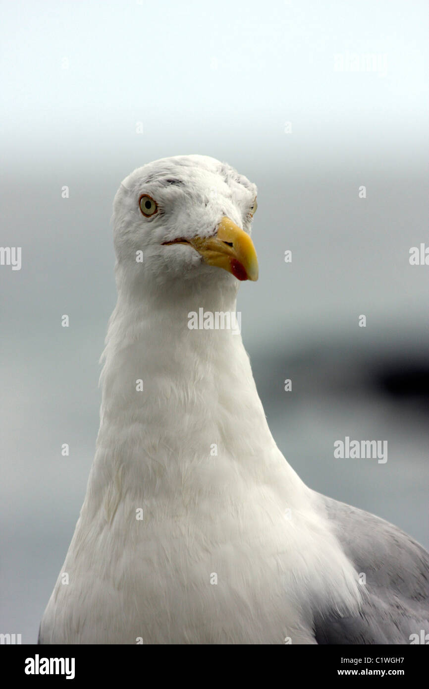 seagull in nature Stock Photo - Alamy