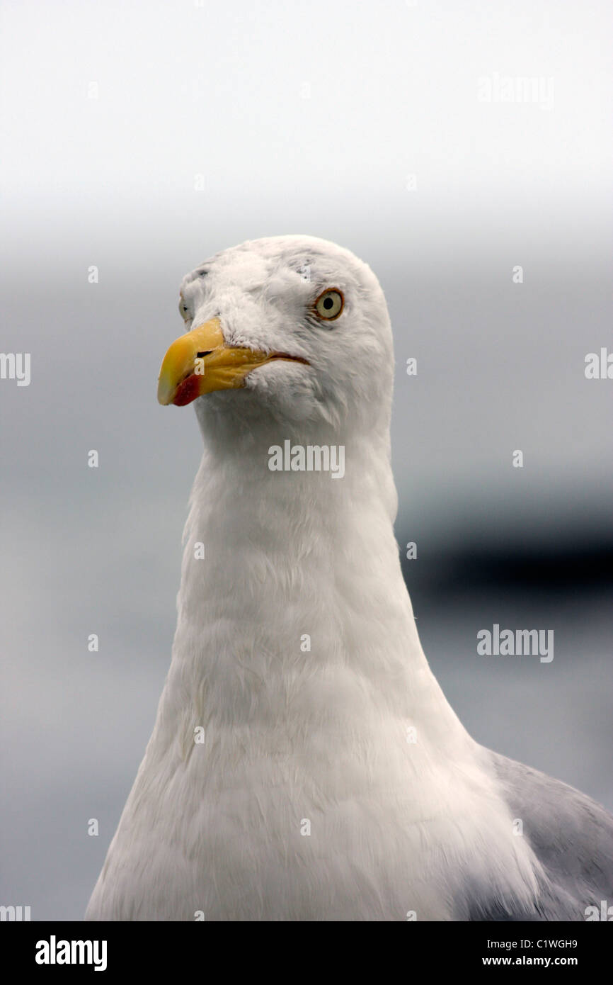 seagull in nature Stock Photo - Alamy