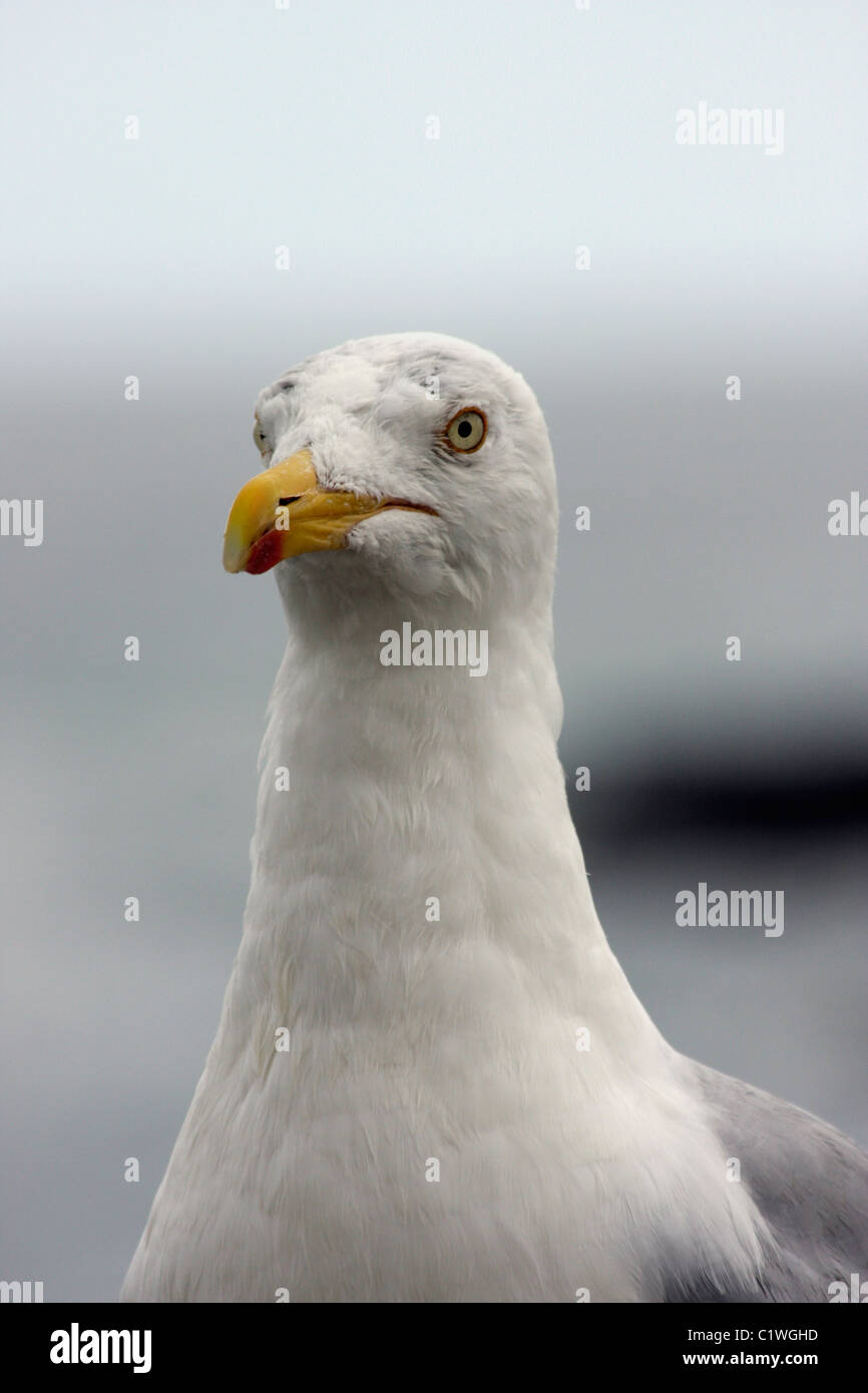 seagull in nature Stock Photo - Alamy