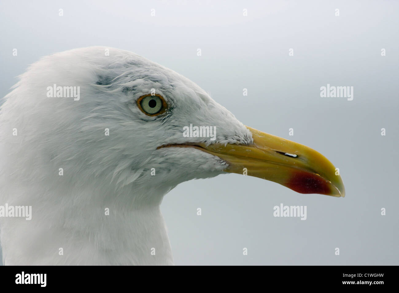 seagull in nature Stock Photo - Alamy