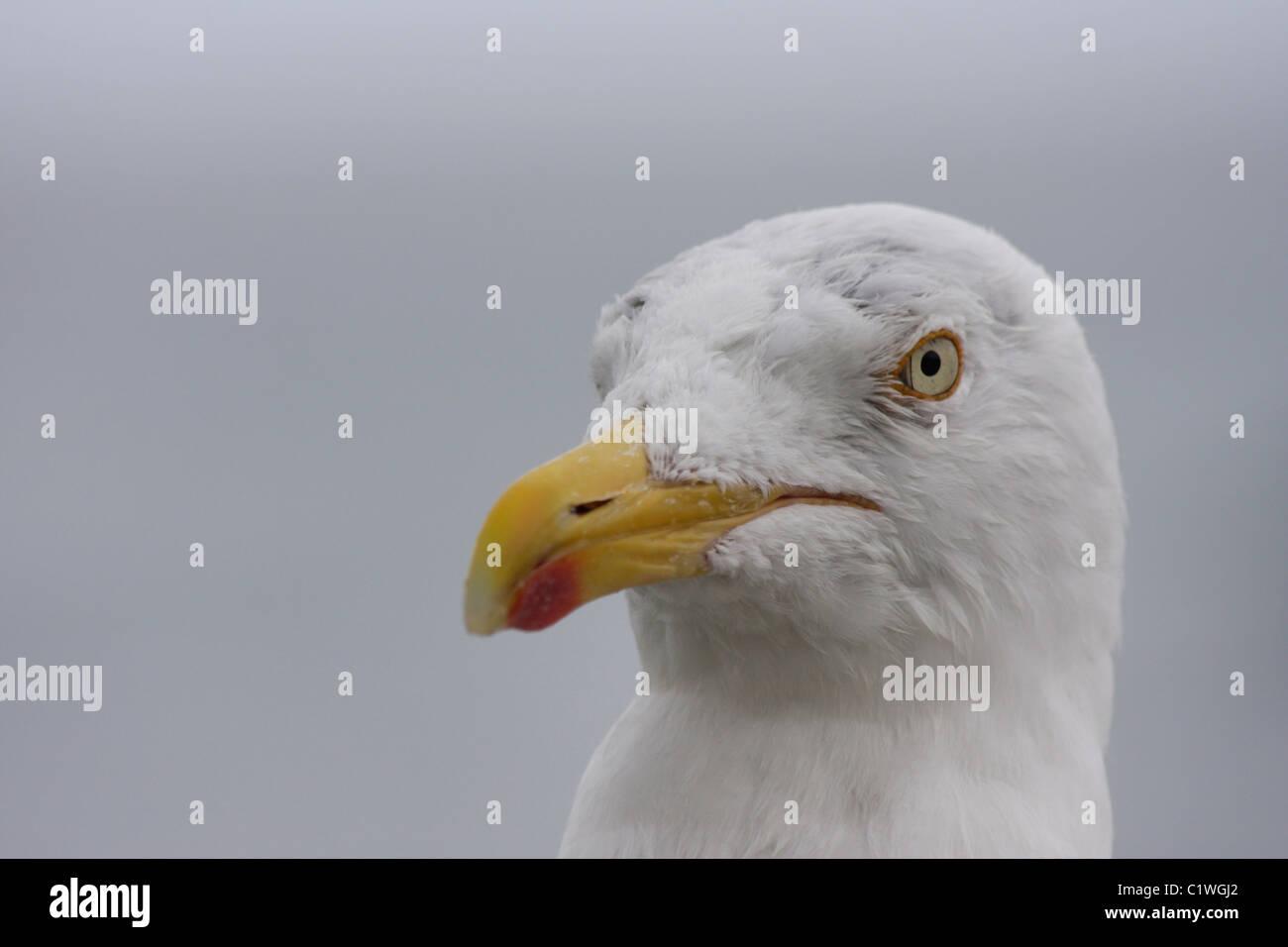 seagull in nature Stock Photo - Alamy