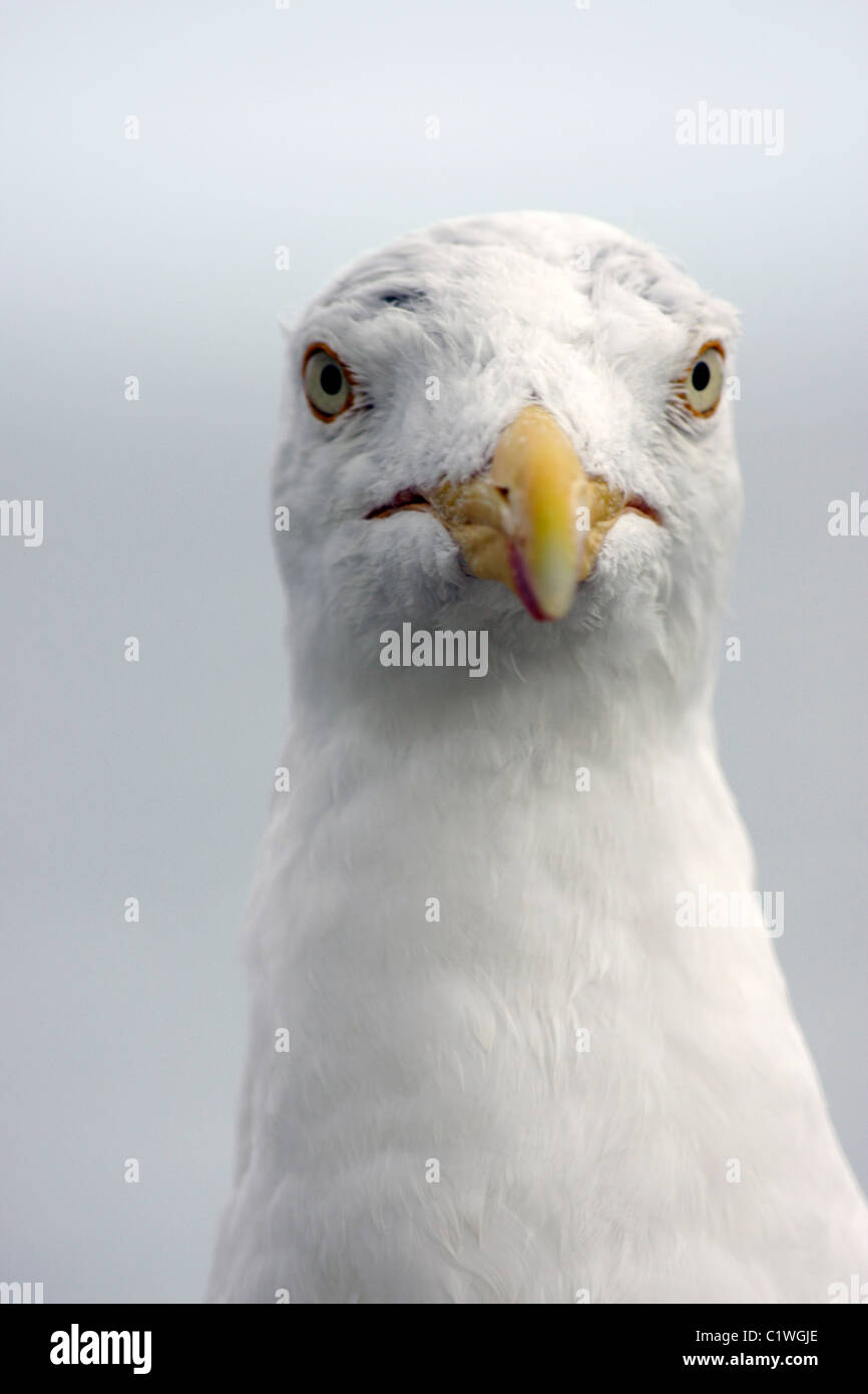 seagull in nature Stock Photo - Alamy
