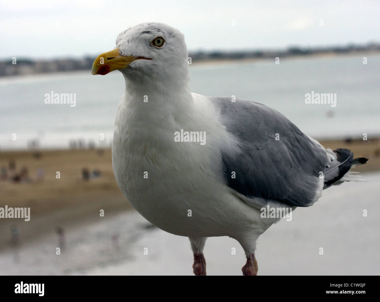 seagull in nature Stock Photo - Alamy