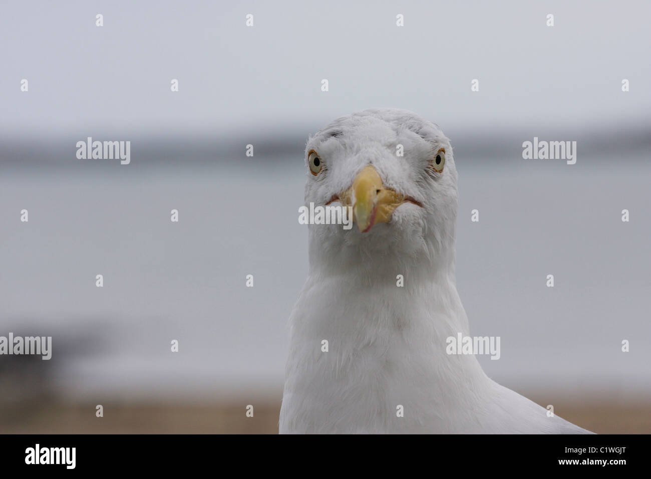 seagull in nature Stock Photo - Alamy