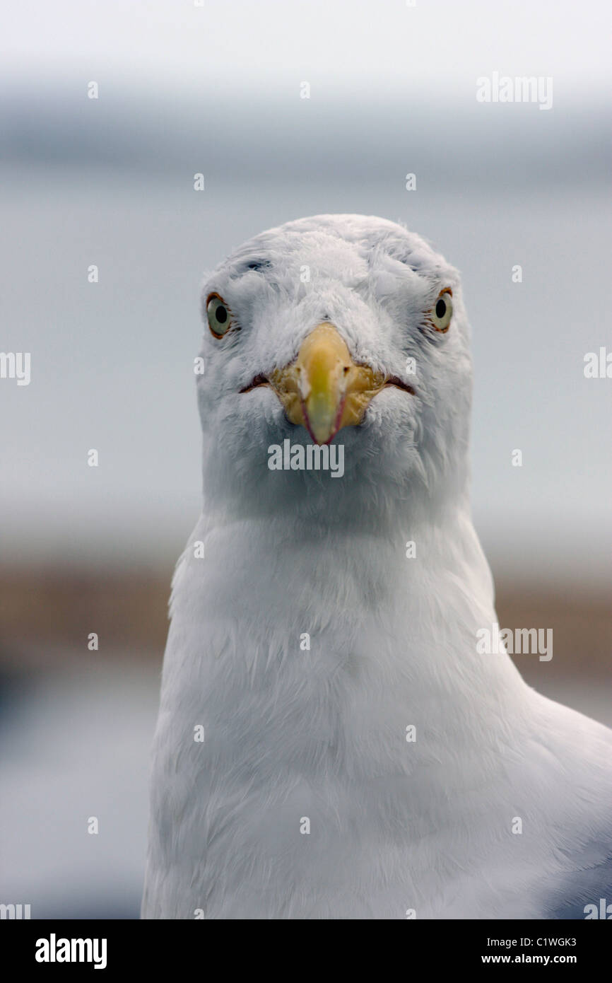 seagull in nature Stock Photo - Alamy