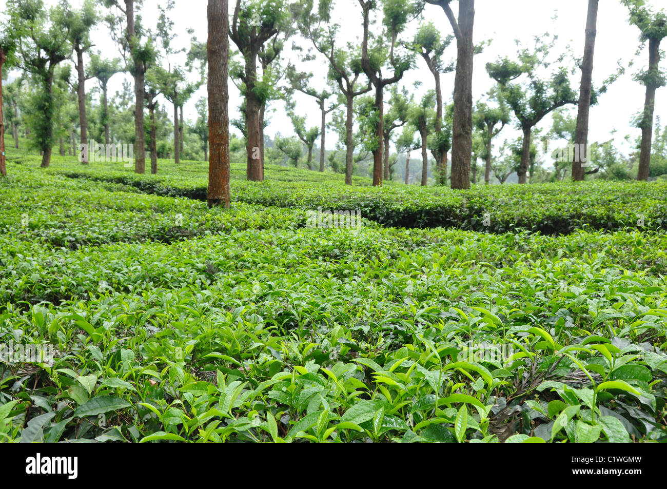 tea gardens in south india asia Stock Photo - Alamy