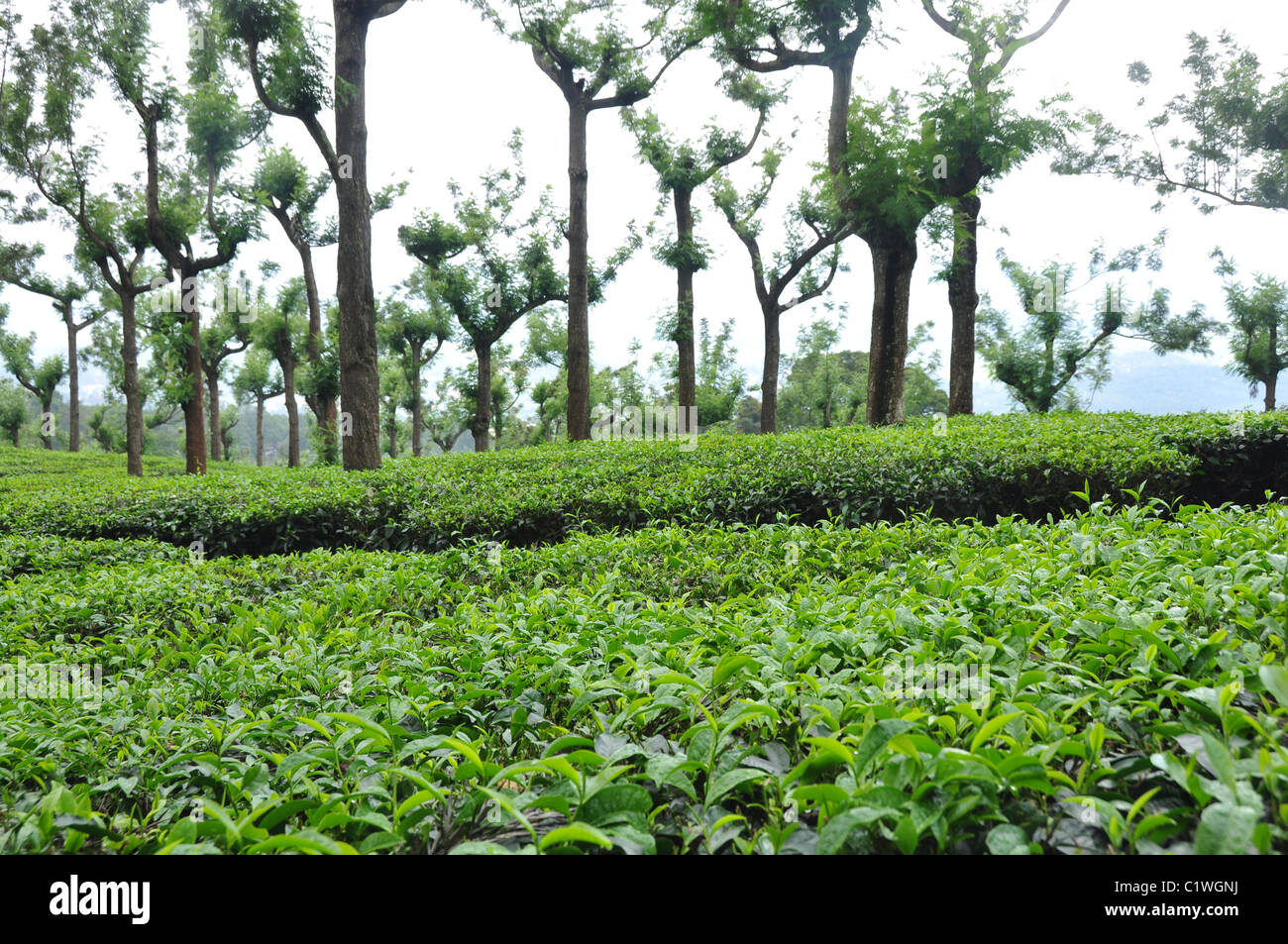 tea gardens in south india asia Stock Photo - Alamy