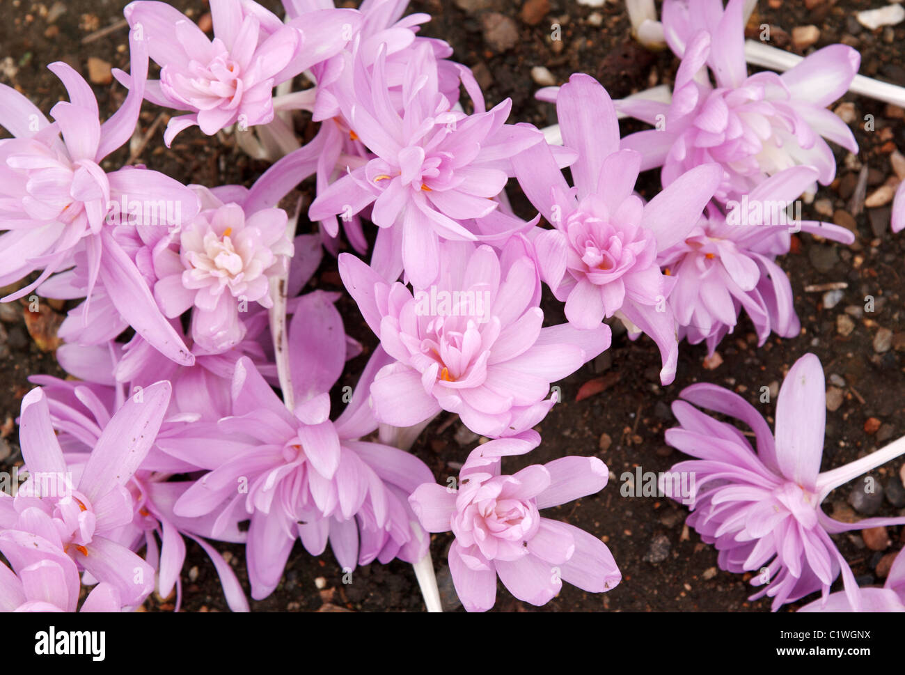 Flowerbed with violet colour crocus in the manner of background Stock ...