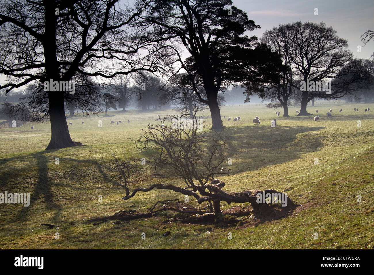 Sheep pastoral hi-res stock photography and images - Alamy