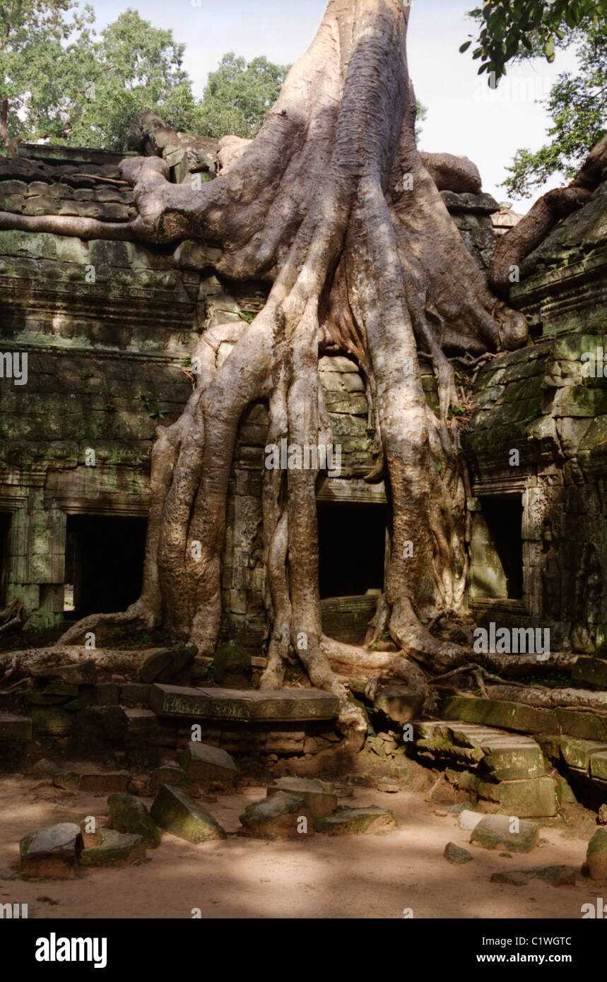 Huge tree growing over one of the galleries at Ta Phrom, Angkor ...