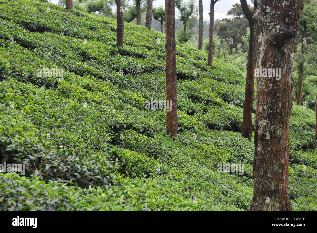 tea gardens in south india asia Stock Photo - Alamy