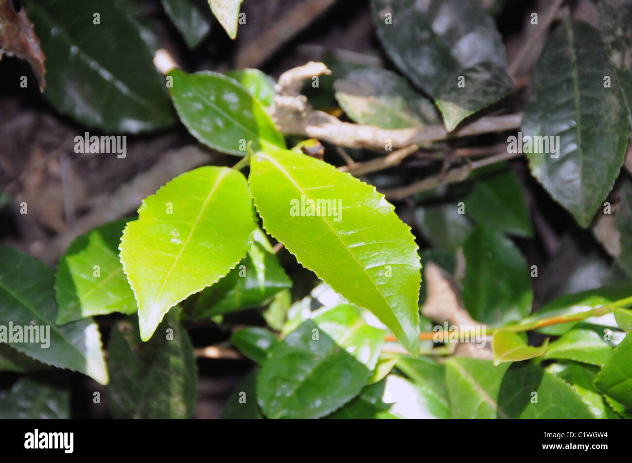 Organic tea crop Stock Photo - Alamy