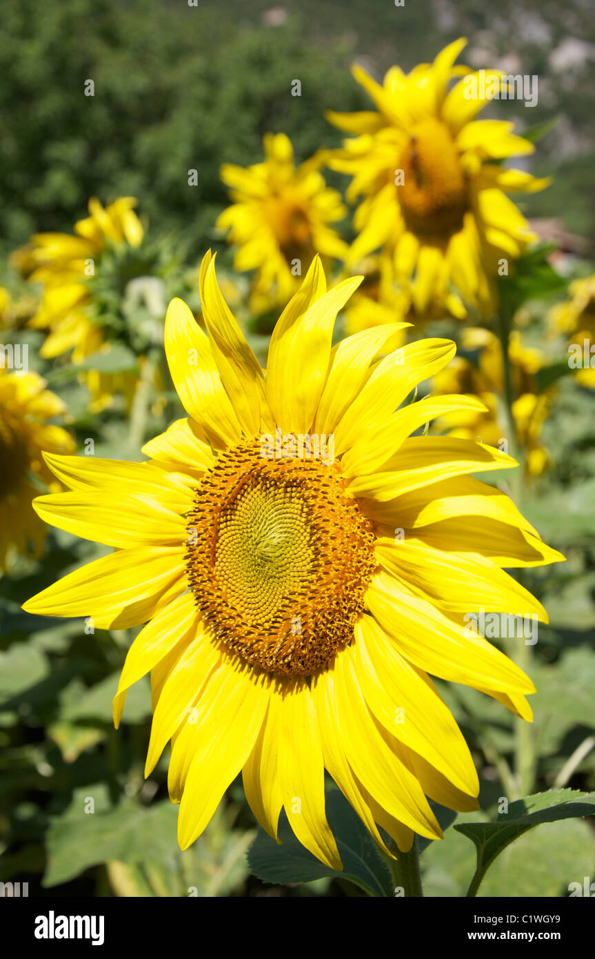 Sunflowers field france growing crop farming plants hi-res stock ...