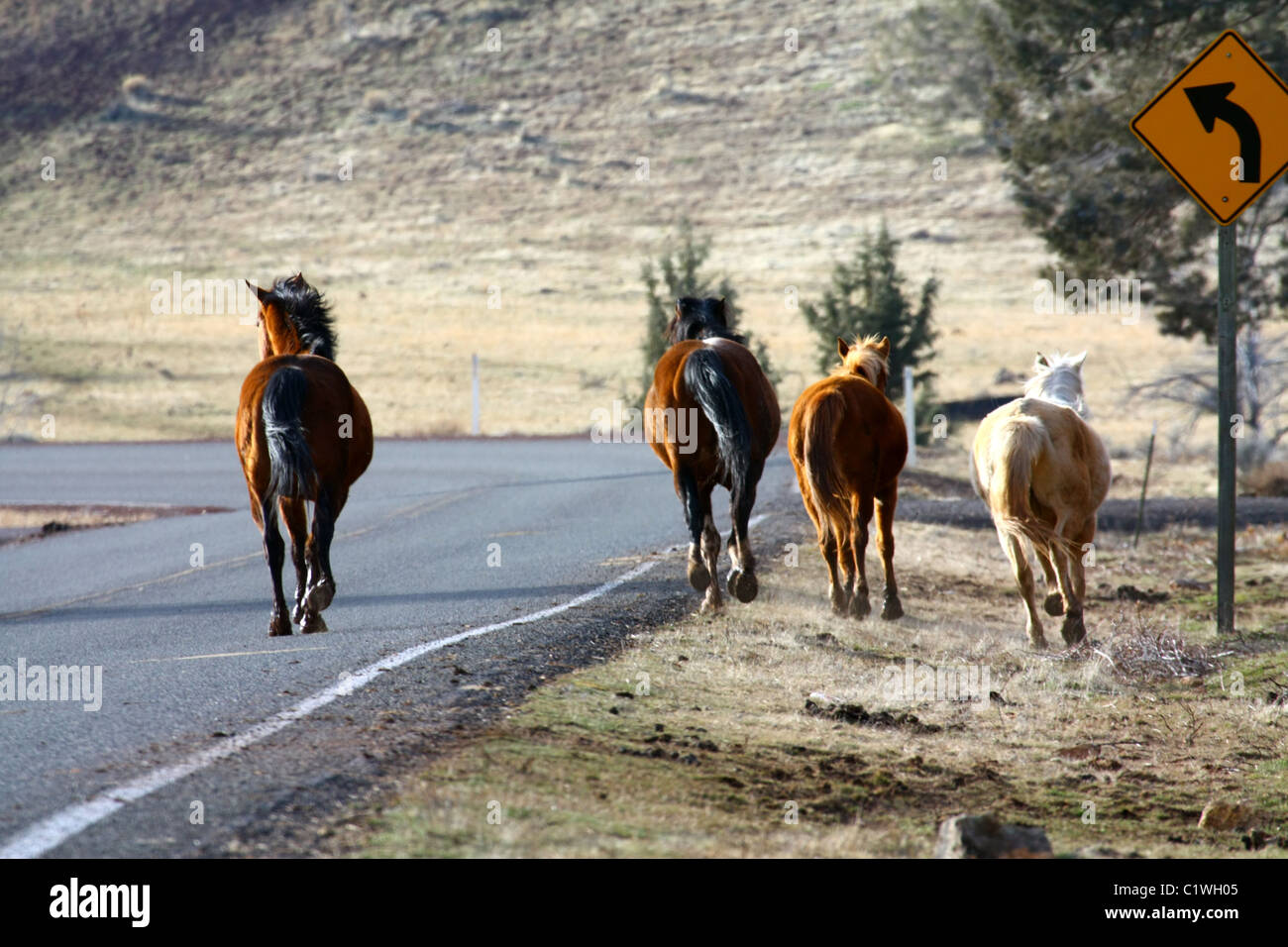 Three almost-wild horses dangerously running on a rural highway near a ...