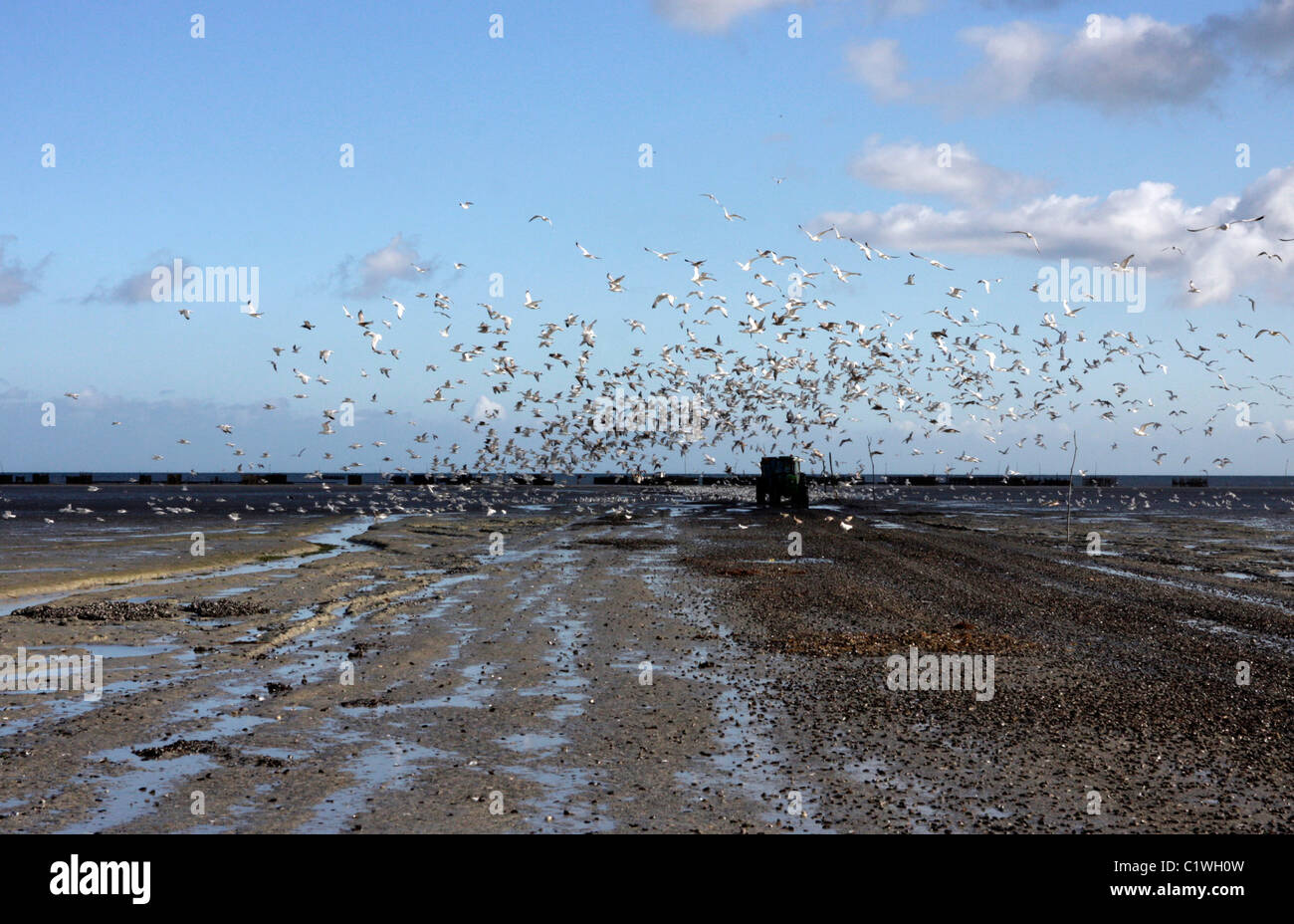 seagull in nature Stock Photo - Alamy