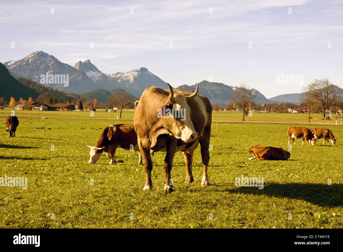 Happy German cows on green grass and mountains behind them Stock Photo ...
