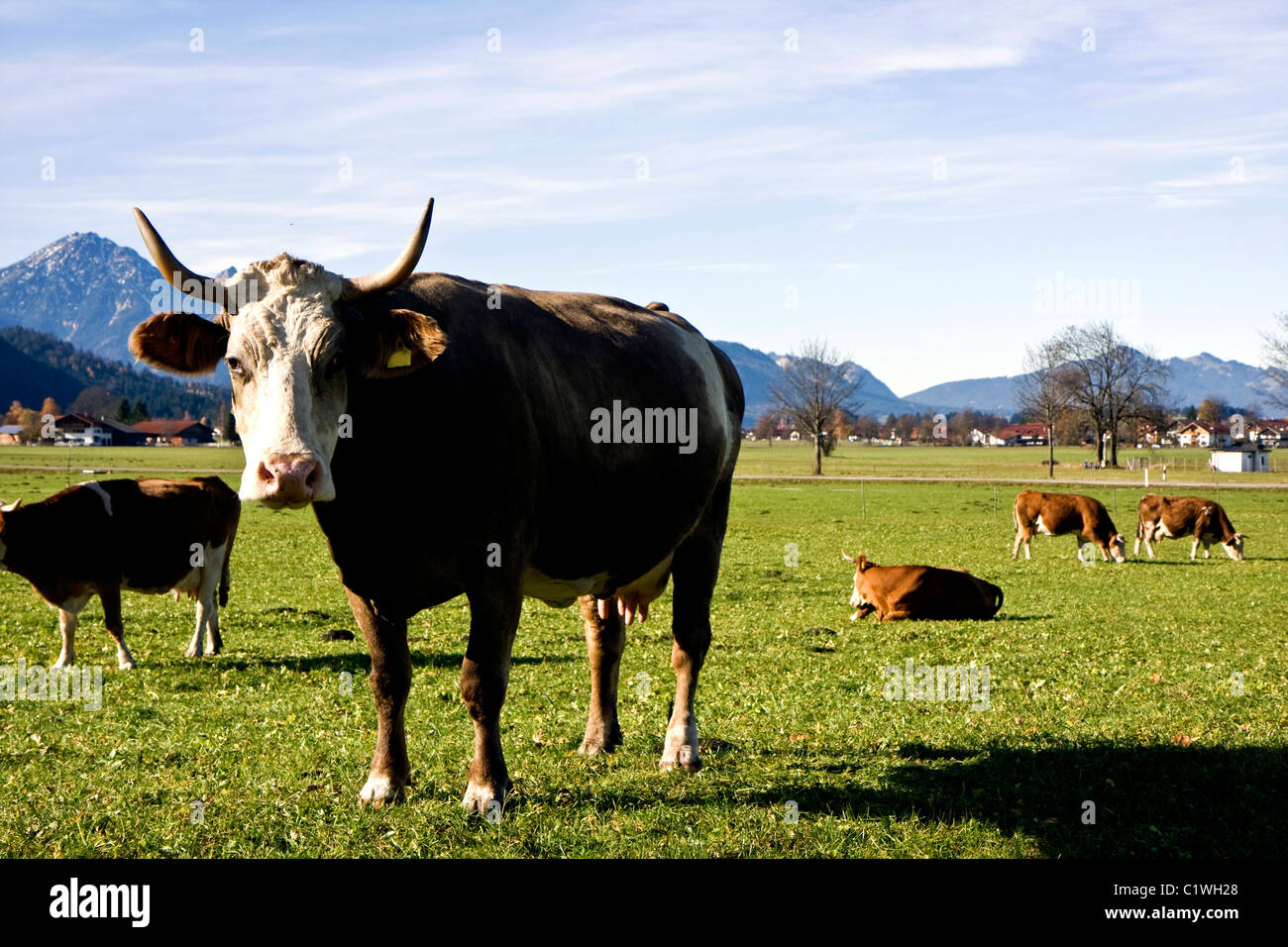 Happy German cows on green grass and mountains behind them Stock Photo ...