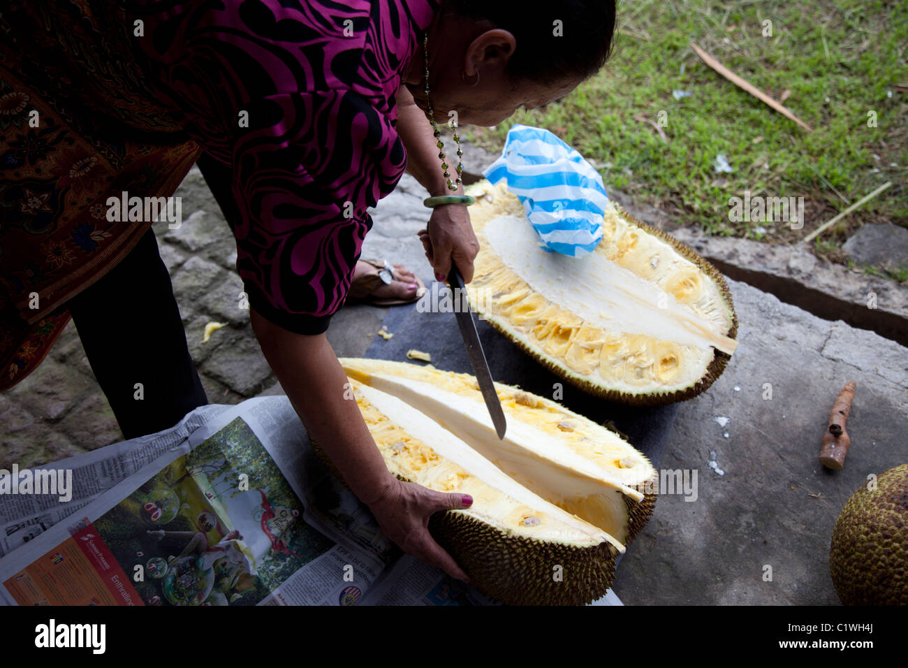 Woman cutting open a huge jackfruit, Sabah, Malaysia Stock Photo - Alamy