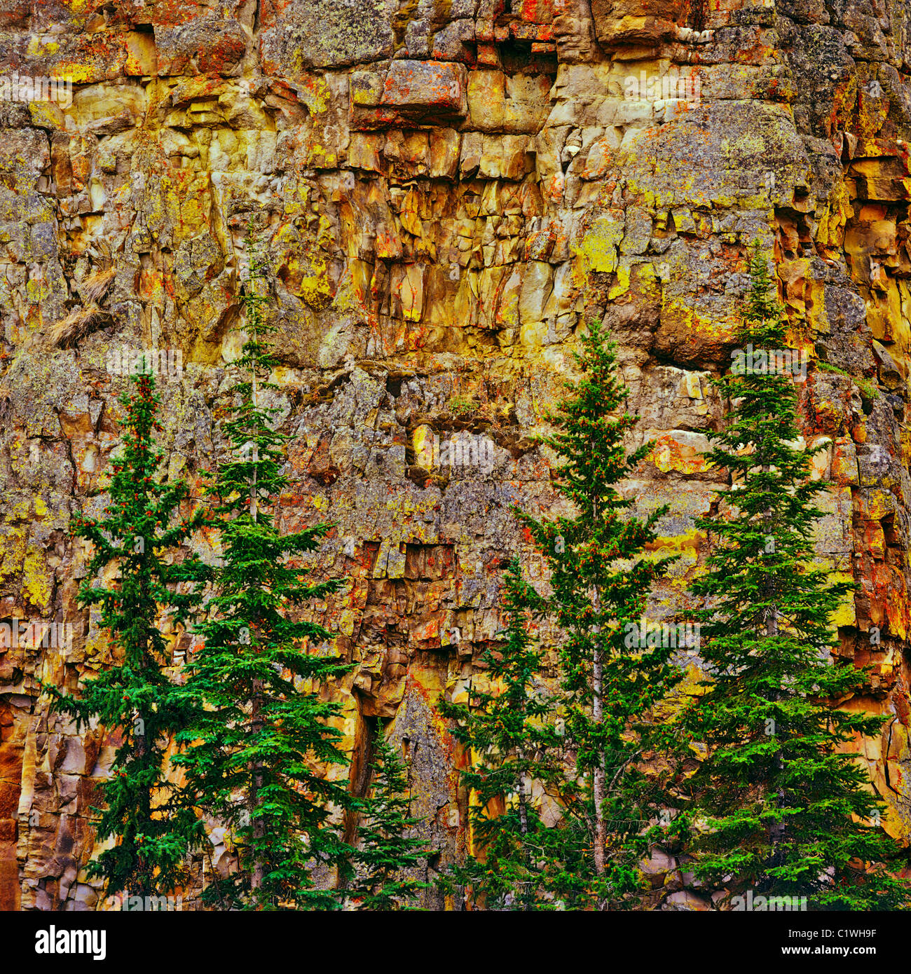 Trees in front of a cliff, Yellowstone National Park, Wyoming, USA ...