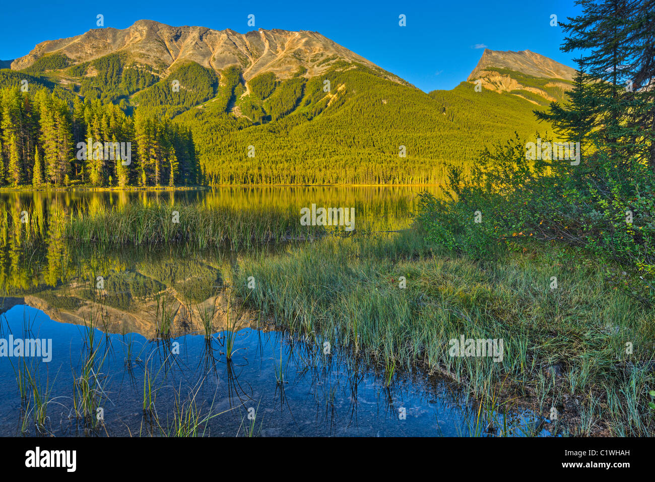 Buck lake alberta hi-res stock photography and images - Alamy