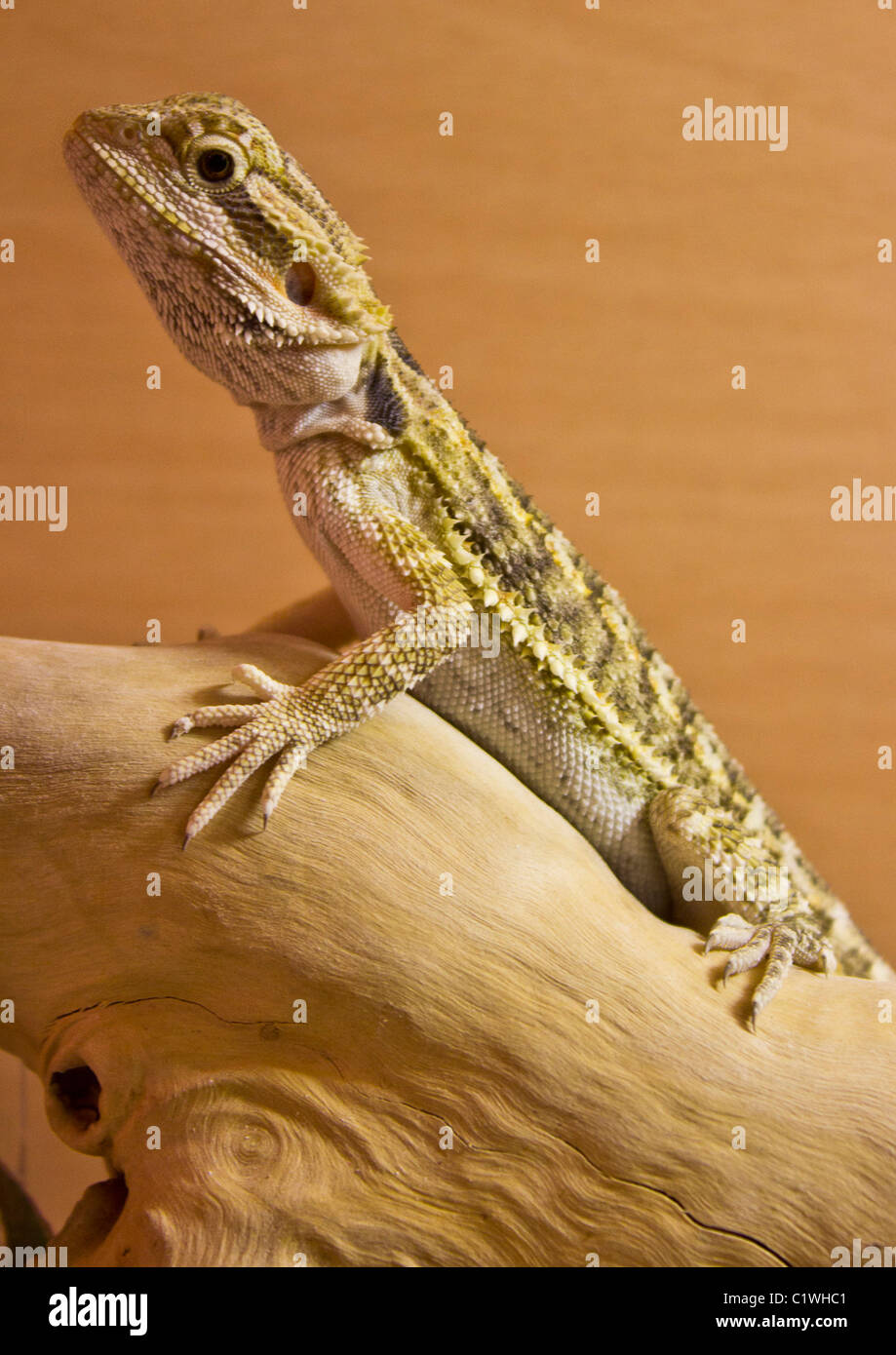 Lizard On Log Stock Photo - Alamy
