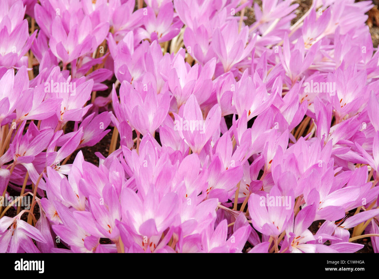 Flowerbed with violet colour crocus in the manner of background Stock ...