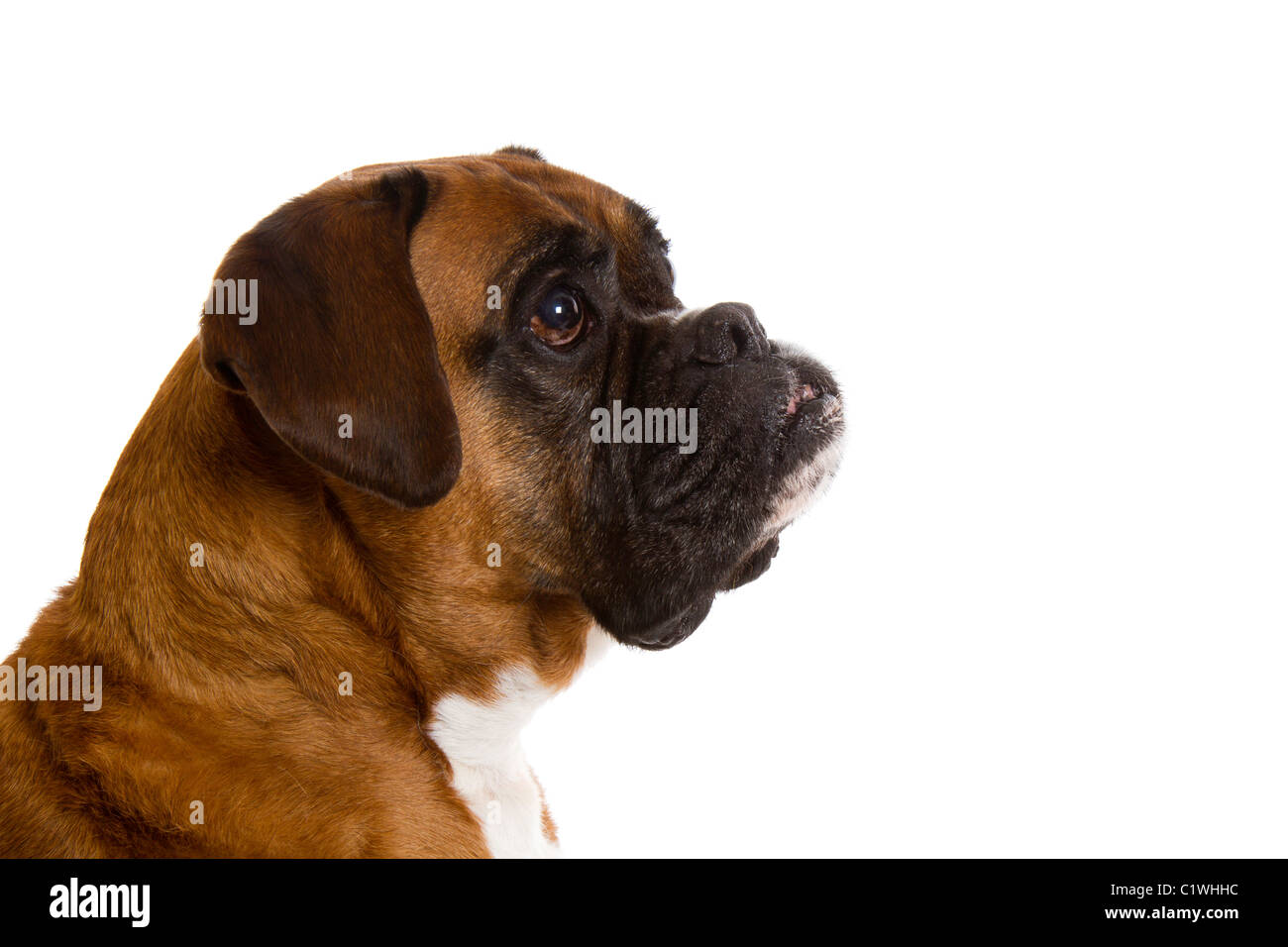 Red fawn boxer dog hi-res stock photography and images - Alamy