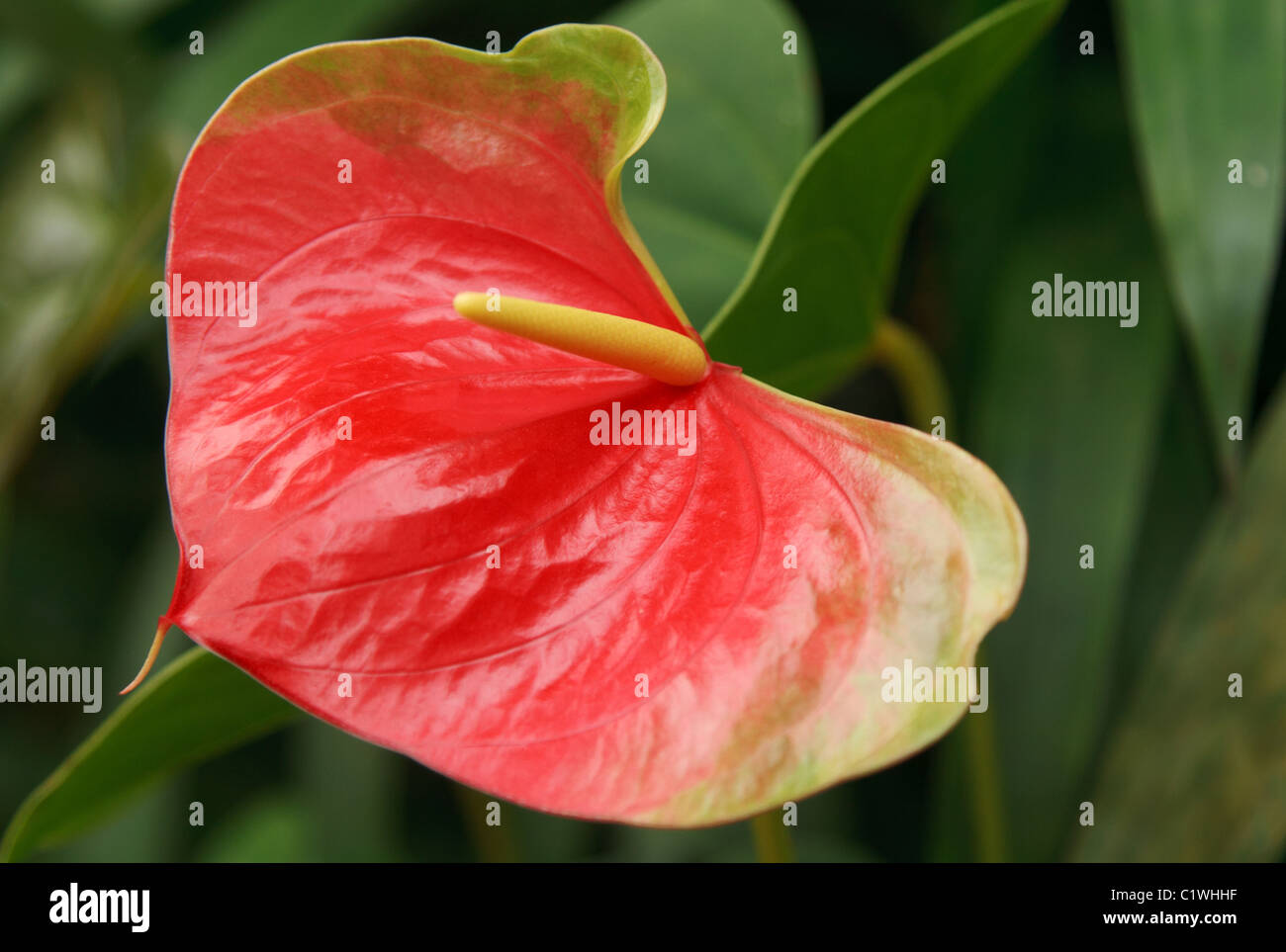 Exotic flowerhead hi-res stock photography and images - Alamy