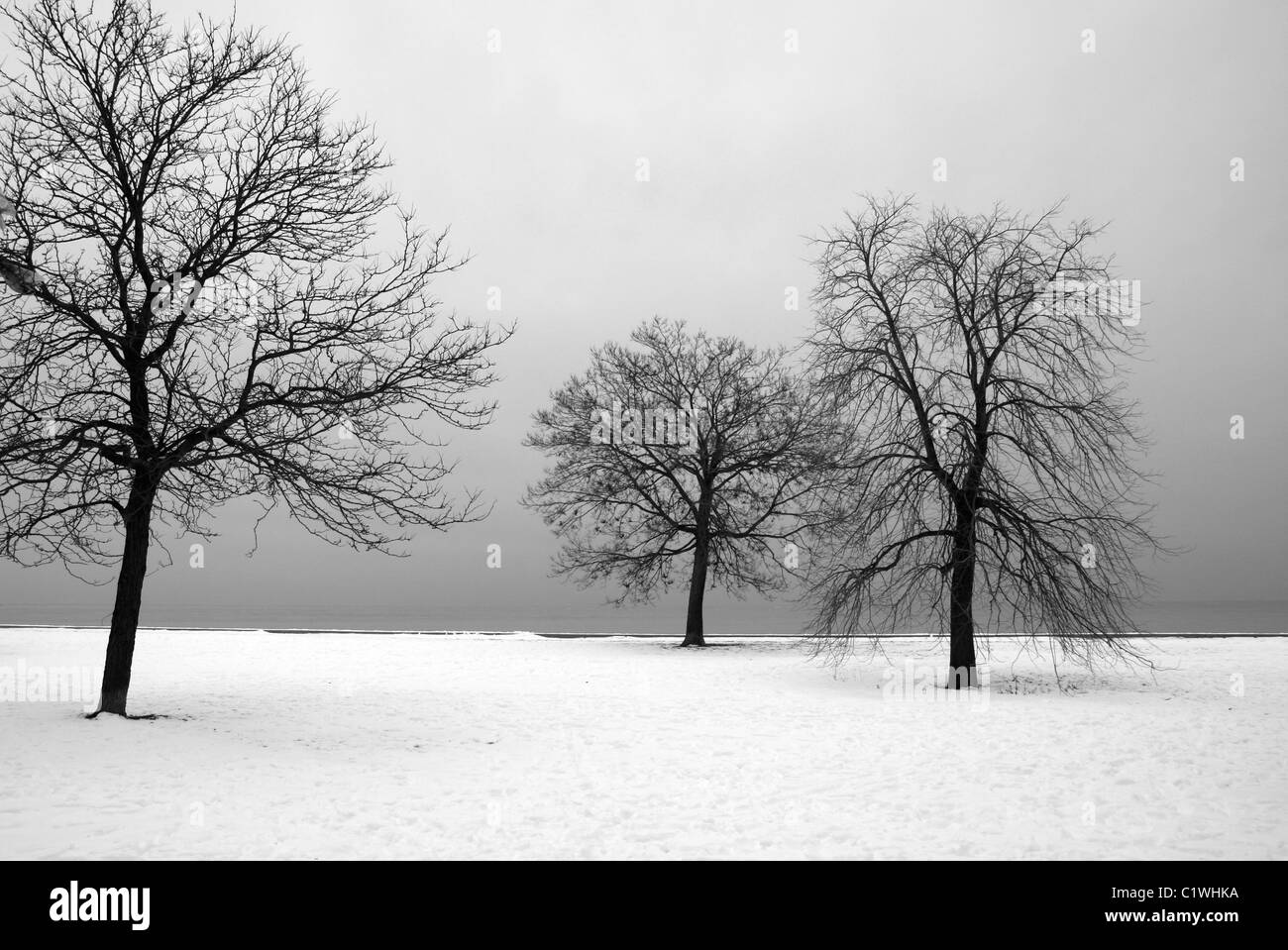 Winter trees with no leaves with snow around next to Michigan lake in ...