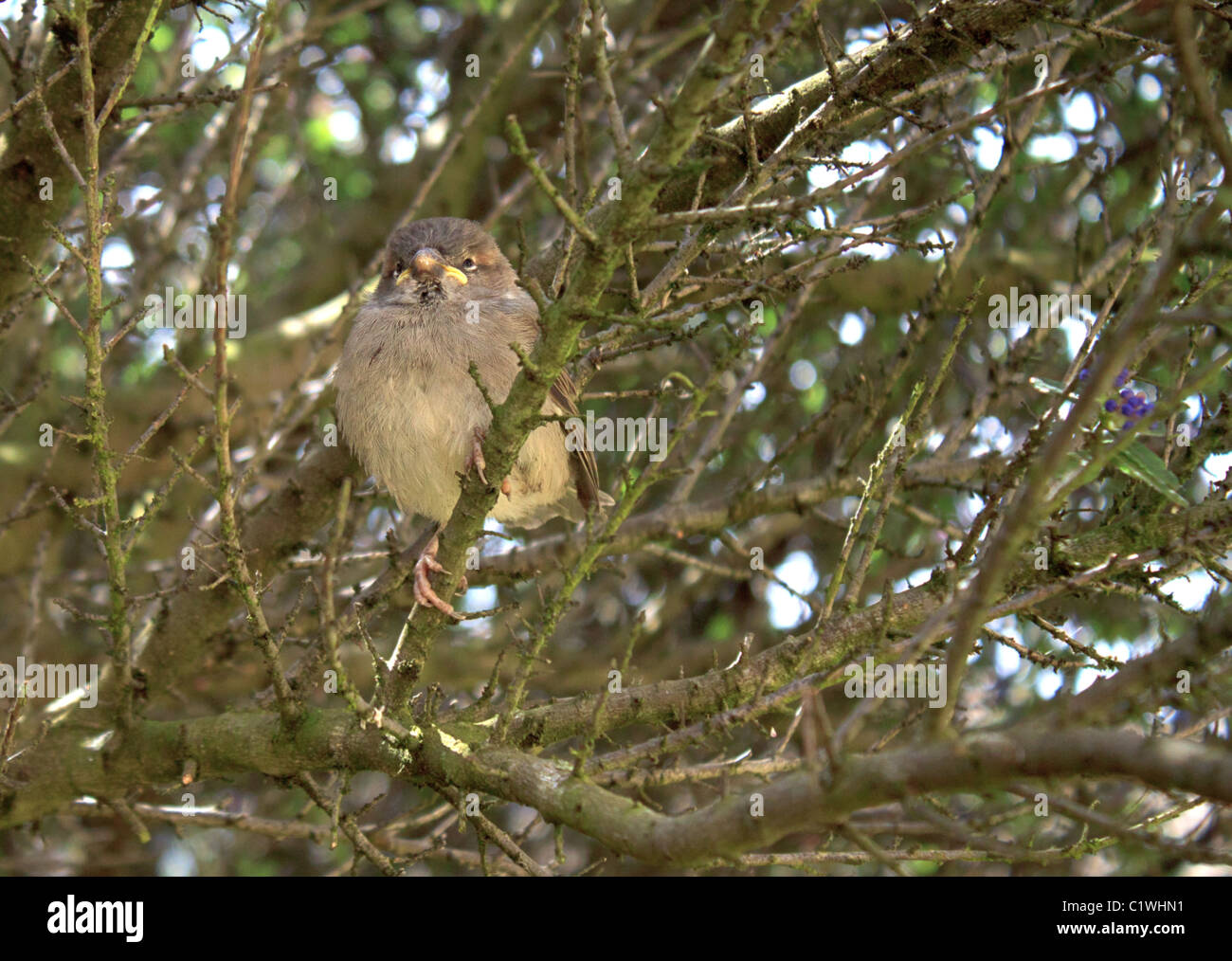 Irish garden birds hi-res stock photography and images - Alamy