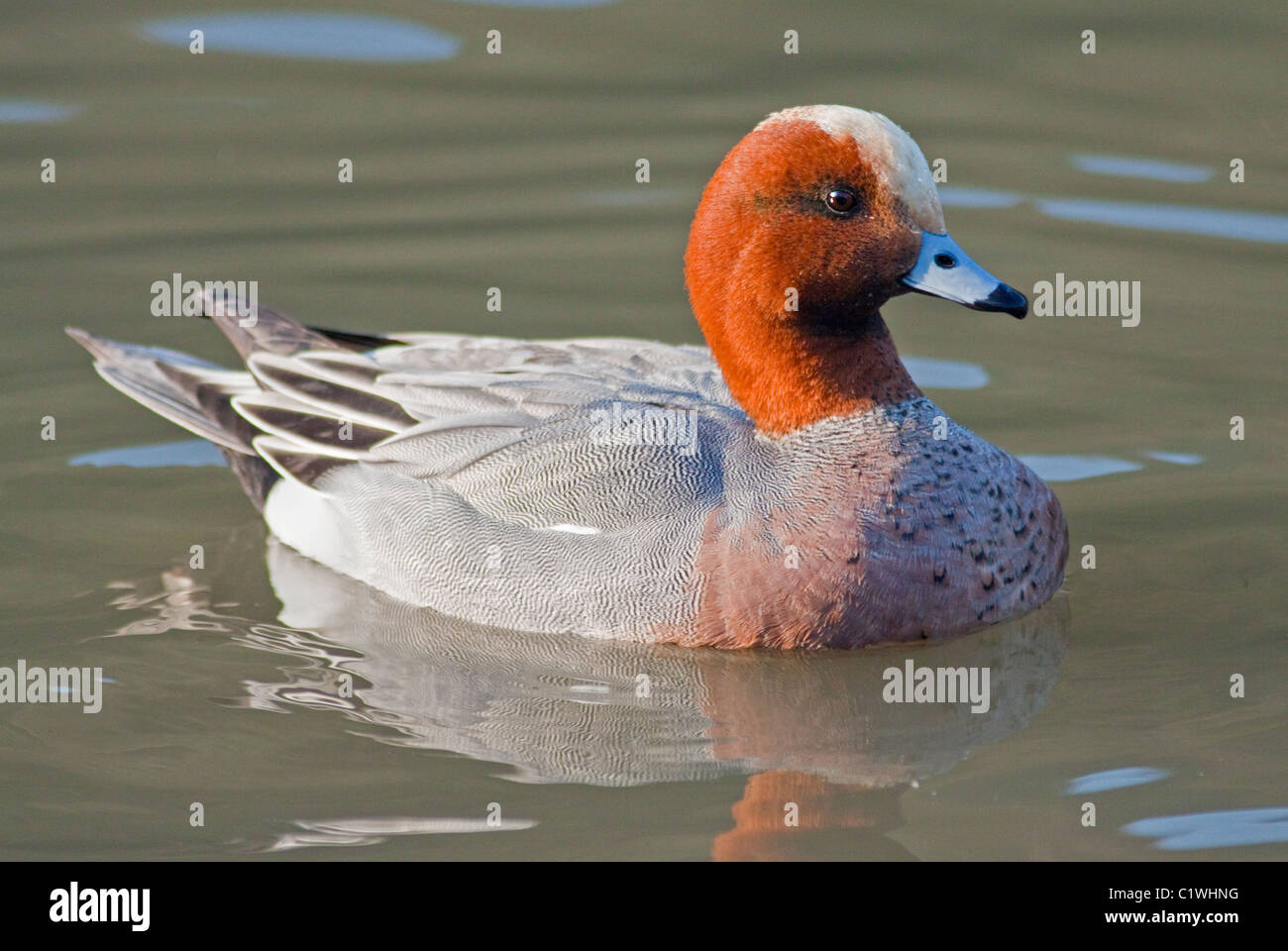 Wigeon Drakes Stock Photos & Wigeon Drakes Stock Images - Alamy