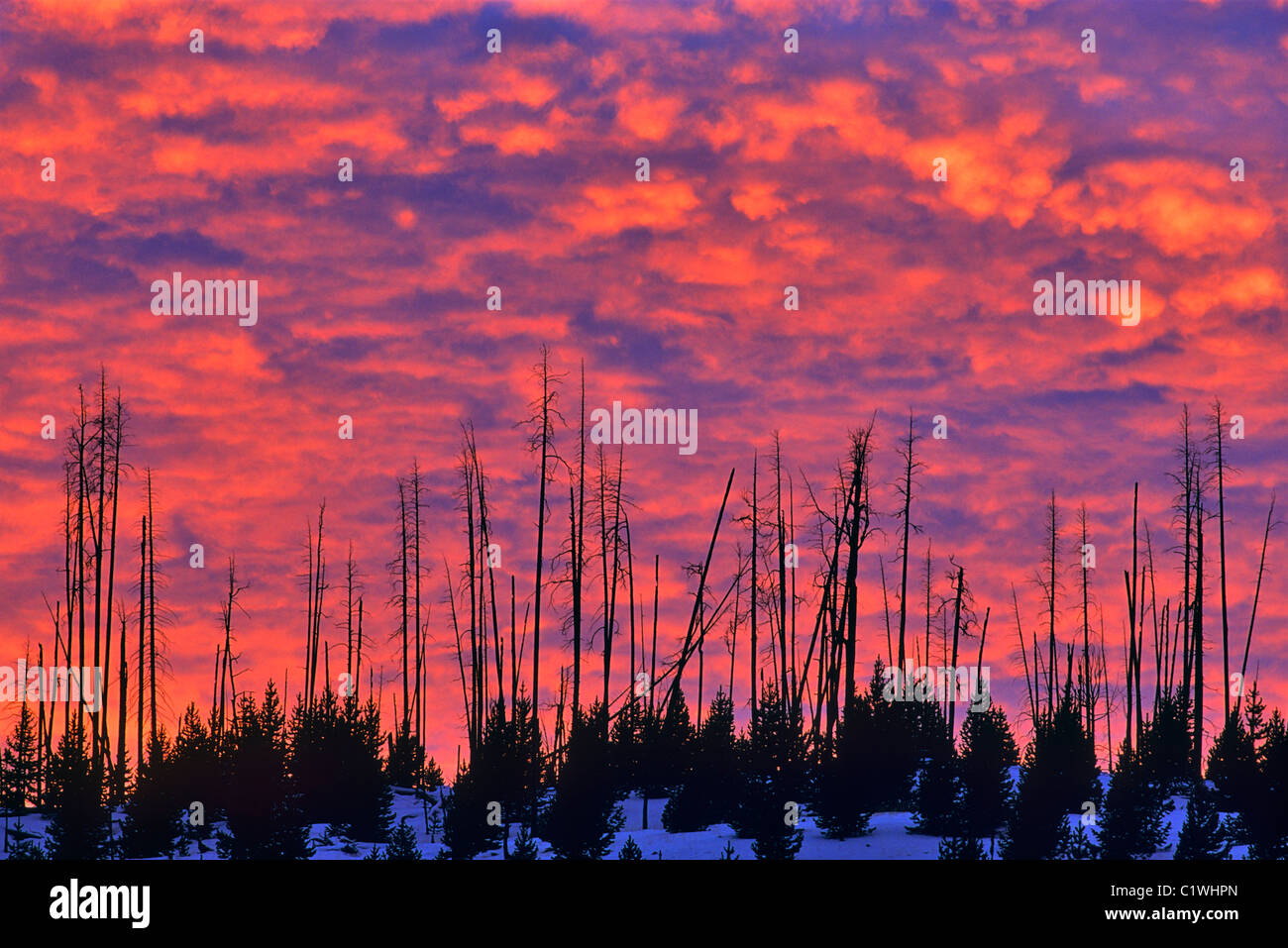 Burnt forest trees in yellowstone hi-res stock photography and images ...