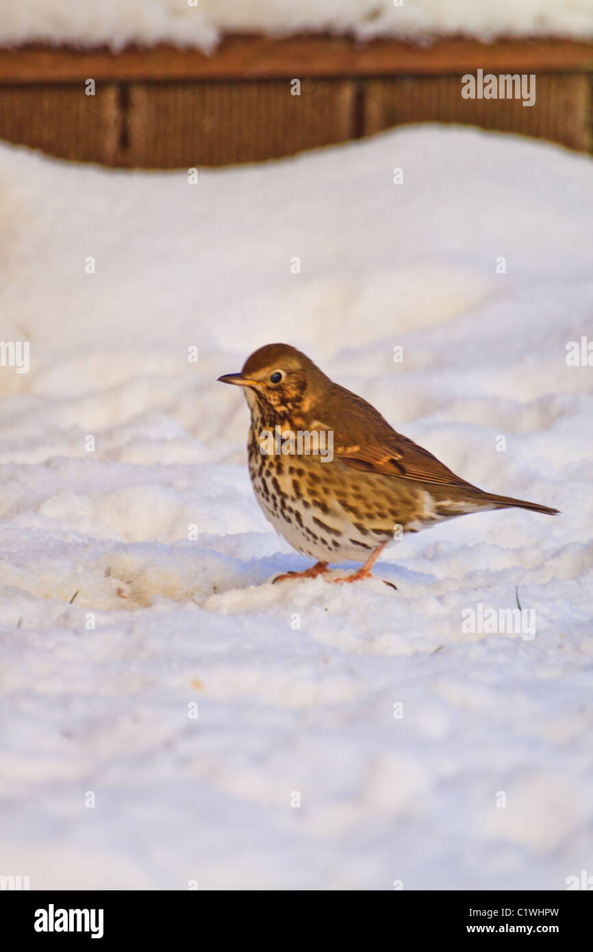 Thrush mavis hi-res stock photography and images - Alamy