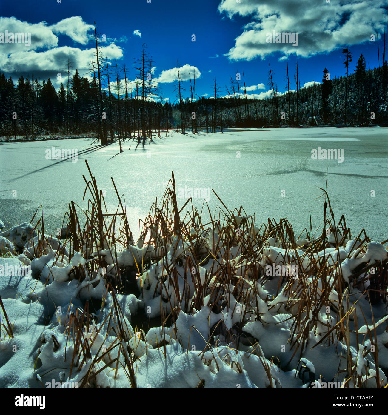 Frozen lake in a national park, Nymph Lake, Yellowstone National Park ...