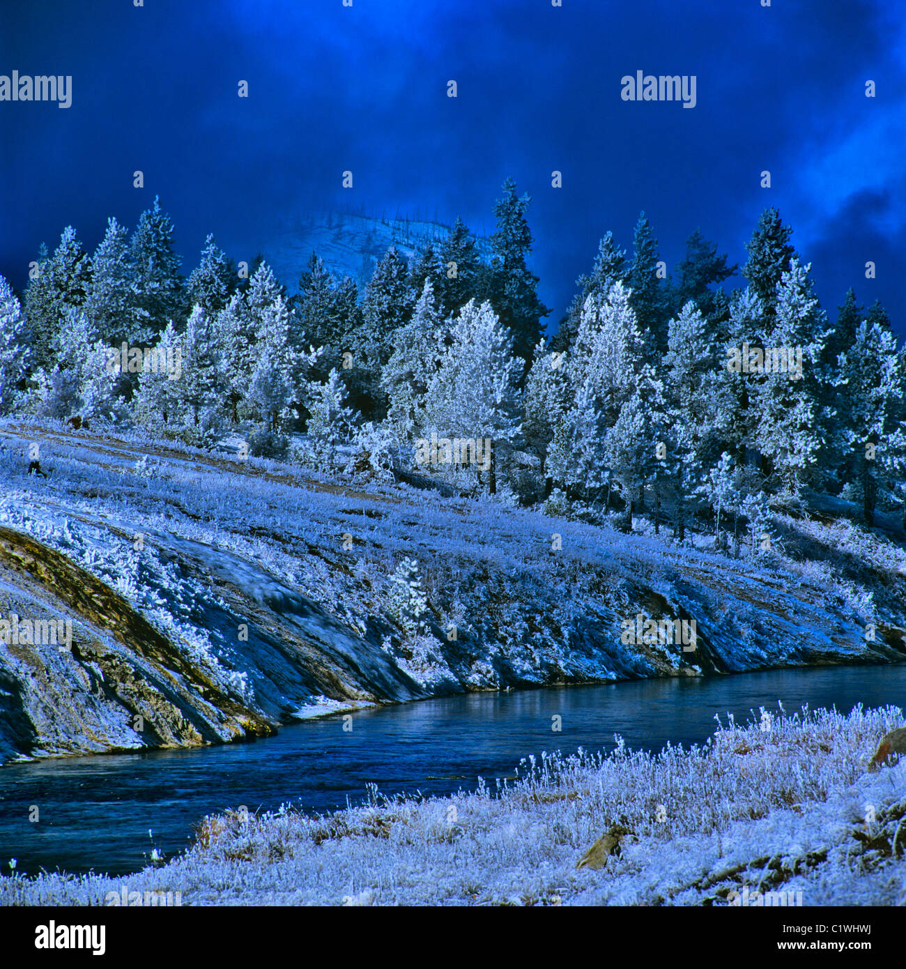 Snow covered trees at the riverside, Firehole River, Midway Geyser ...