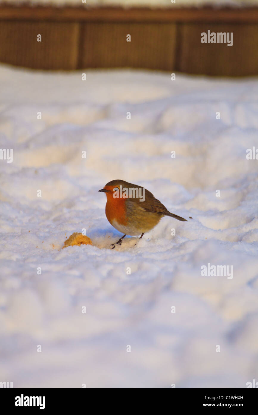 Robin standing in snow hi-res stock photography and images - Alamy