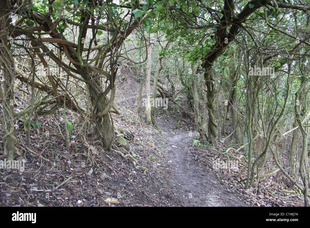 Coppett hill hi-res stock photography and images - Alamy