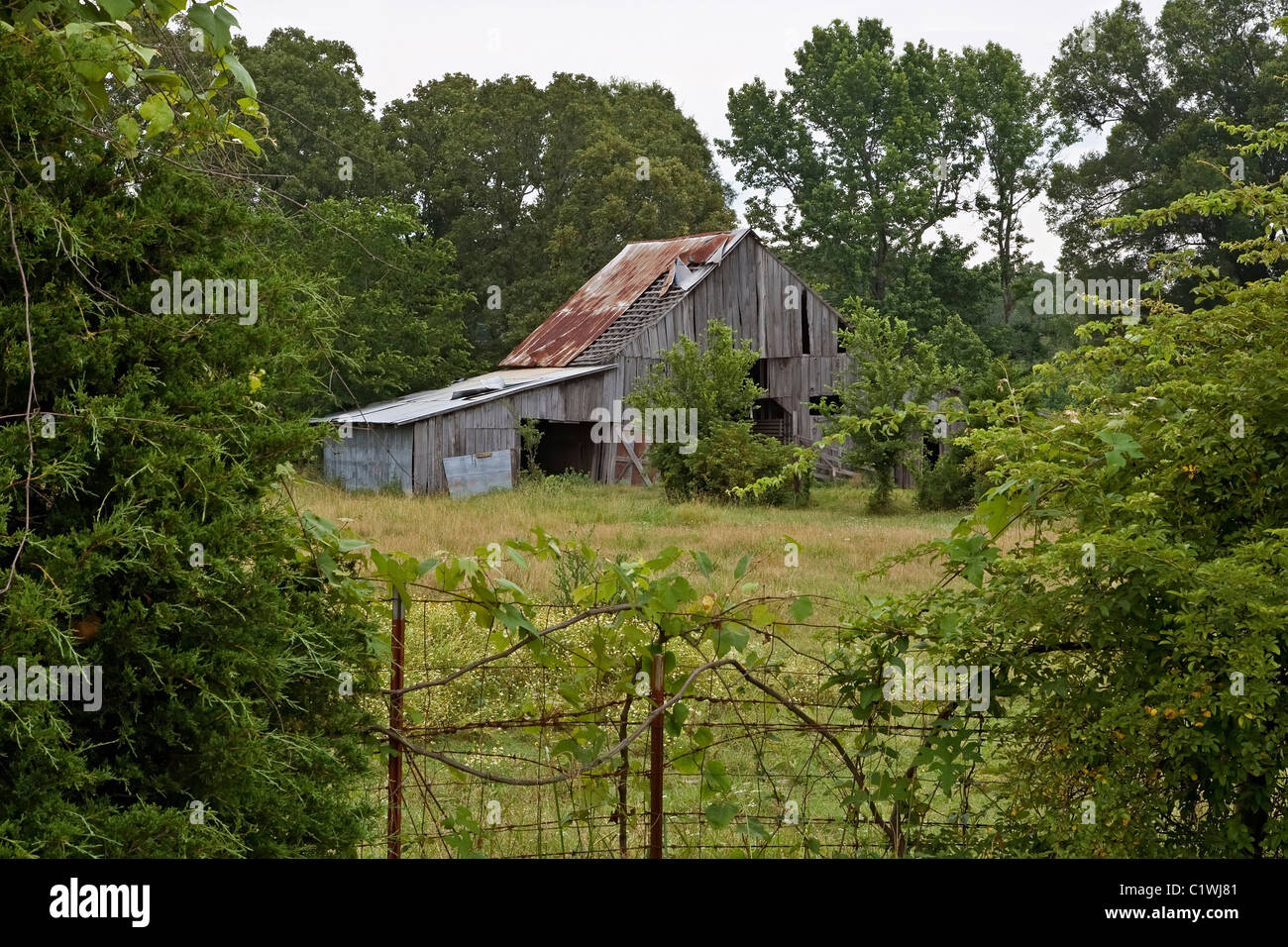 Old barn surrounded by trees in a field, Arkansas, USA Stock Photo - Alamy