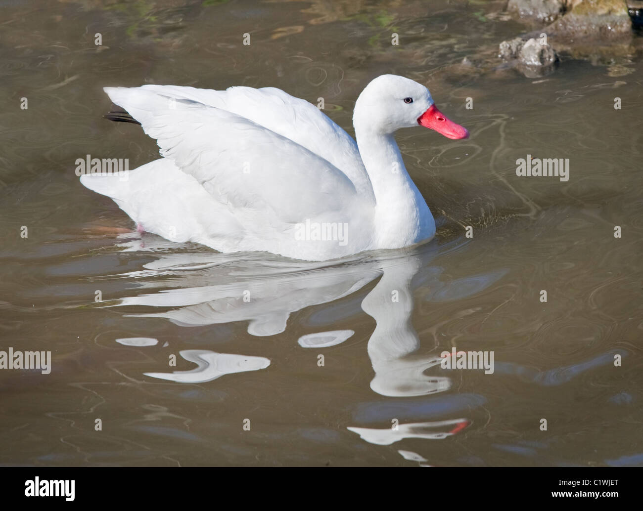 Coscoroba swans hi-res stock photography and images - Alamy