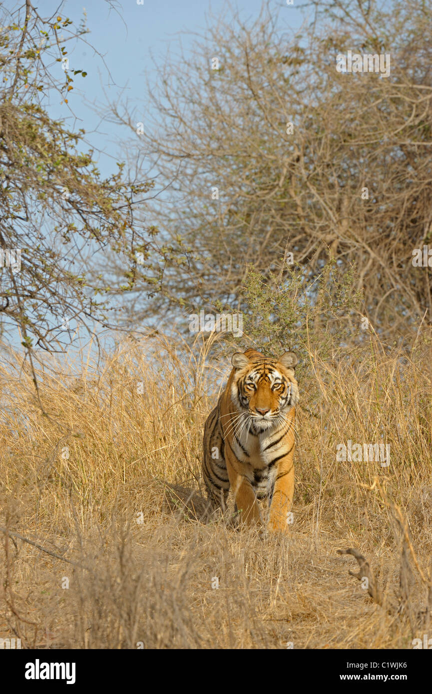 Stalking tiger hi-res stock photography and images - Alamy