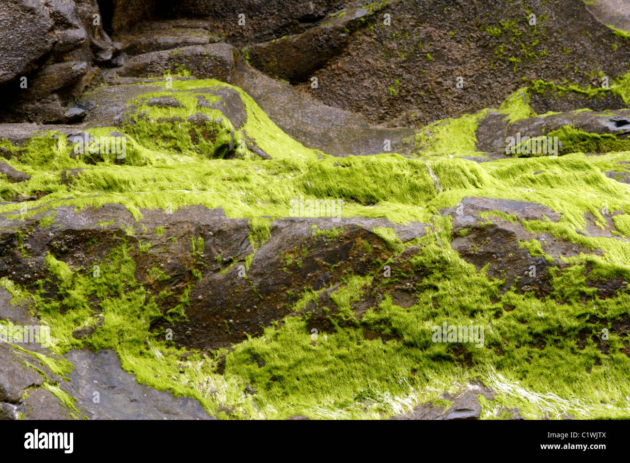 Green algae covering coastal rocks Stock Photo - Alamy